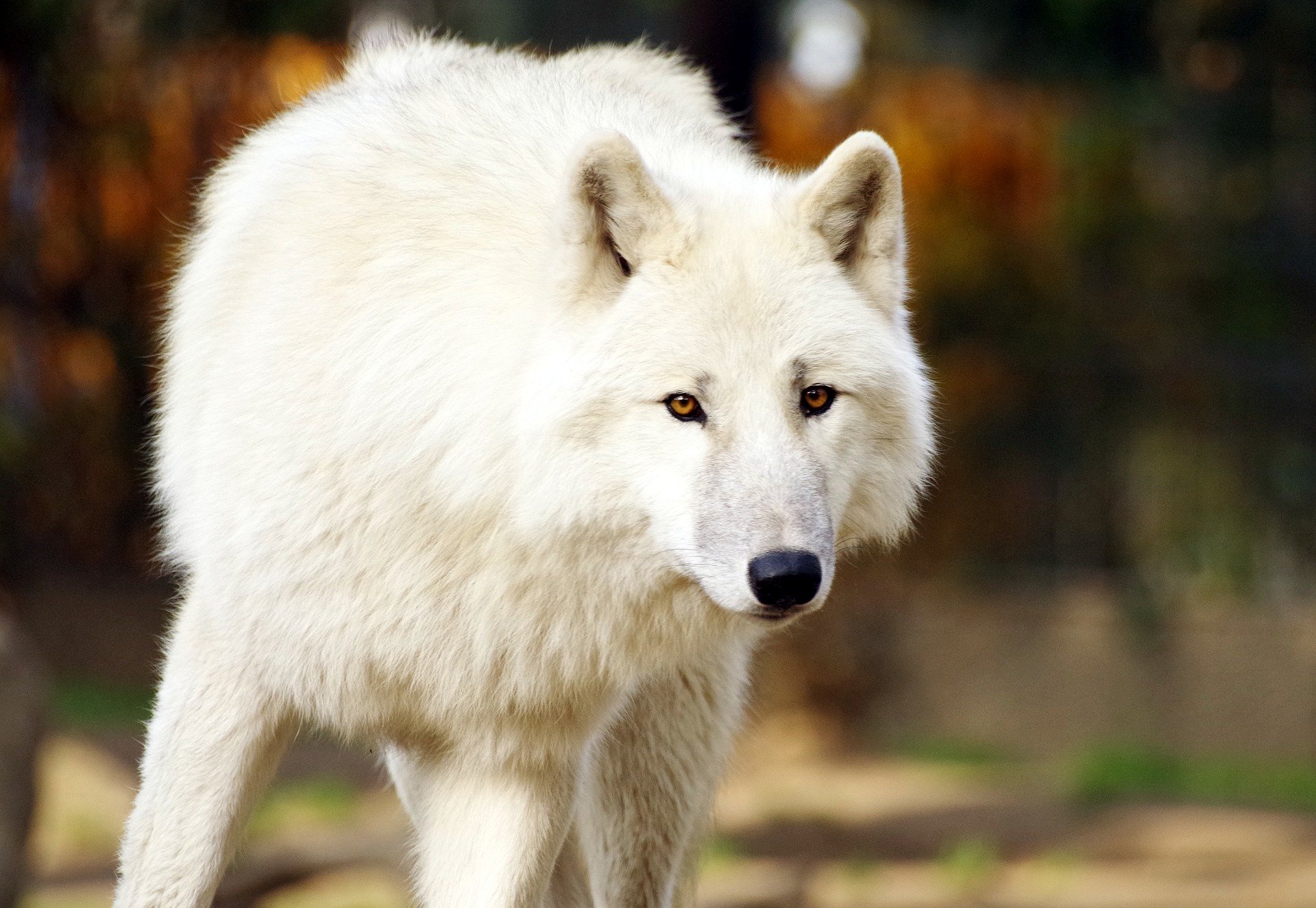 RPG Adapatation: Wolf’s Rain – The Wolves [Cypher System, Fate Core, D ...